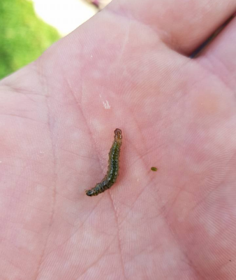 How to Get Rid & Control Sod Webworm in Lawns | Yates Australia