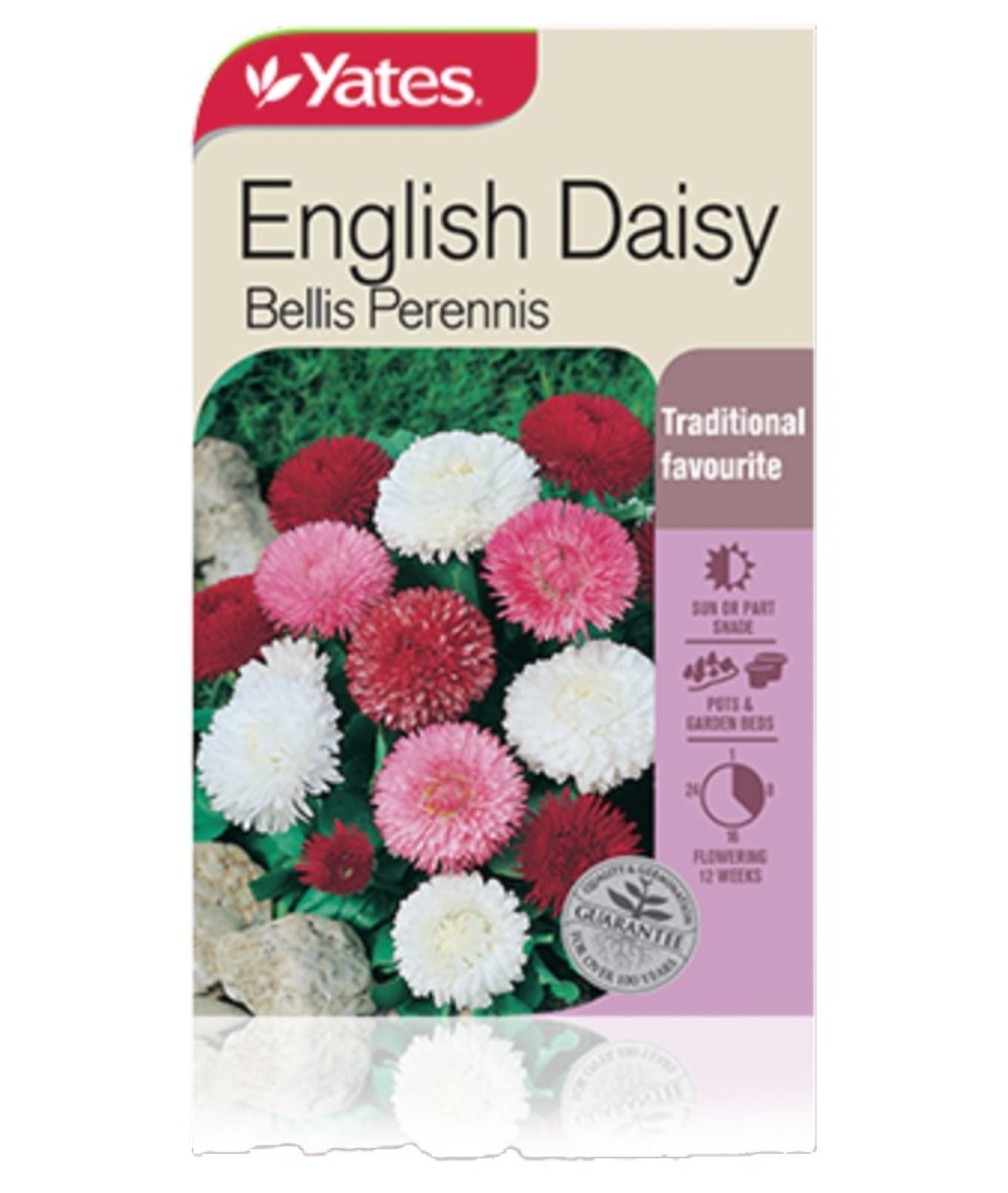 English Daisy | Garden Seeds Yates Australia