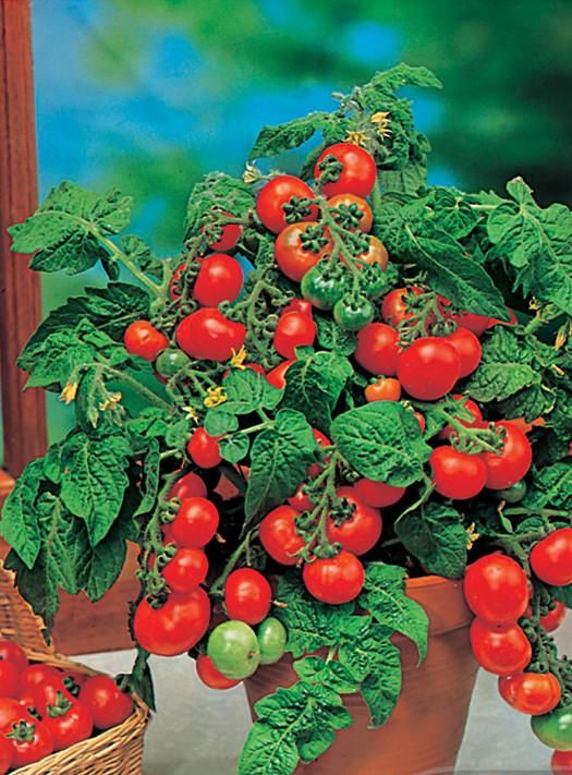 Tomato Patio | Garden Seeds Yates Australia