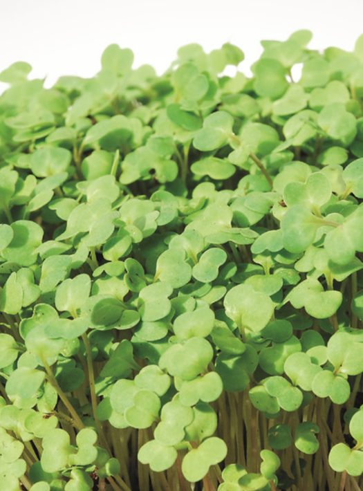 Microgreens Rocket Emeralds | Garden Seeds Yates Australia