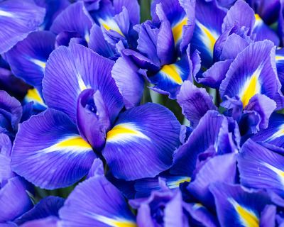 How to Grow Iris | Yates Australia