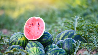 Yates Australia | Garden Products & Garden Advice | Lawns, Plants ...