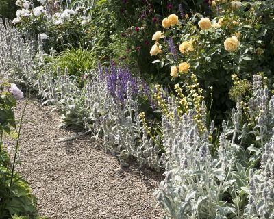 How to Grow Lambs Ears | Yates Australia