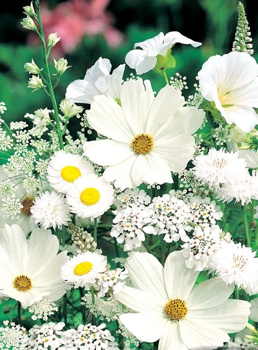 Accent on White Selection of White Flower Varieties | Garden Seeds ...