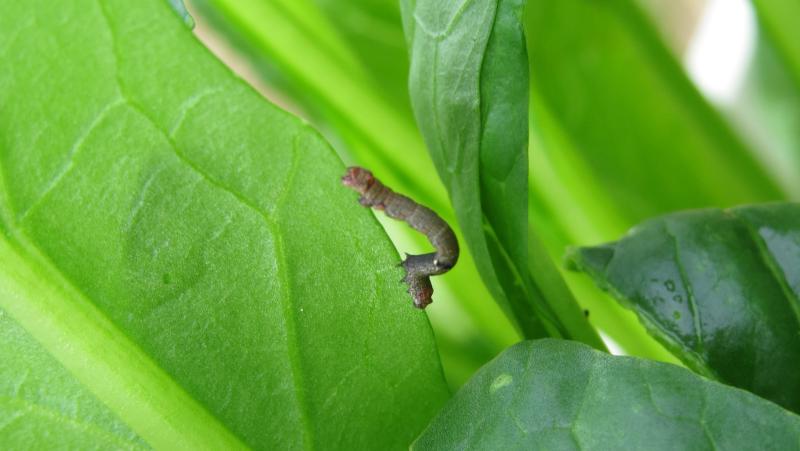 What are Loopers and How to Control them in your Garden | Yates