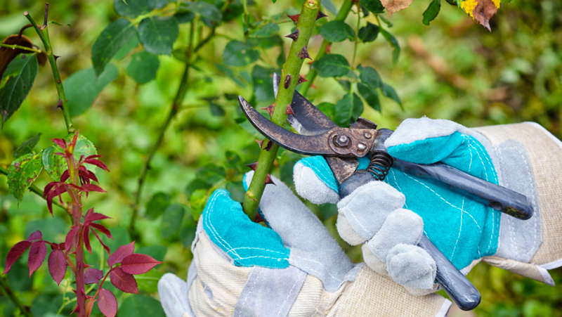 How to Care for Your Roses in Winter | Yates Australia