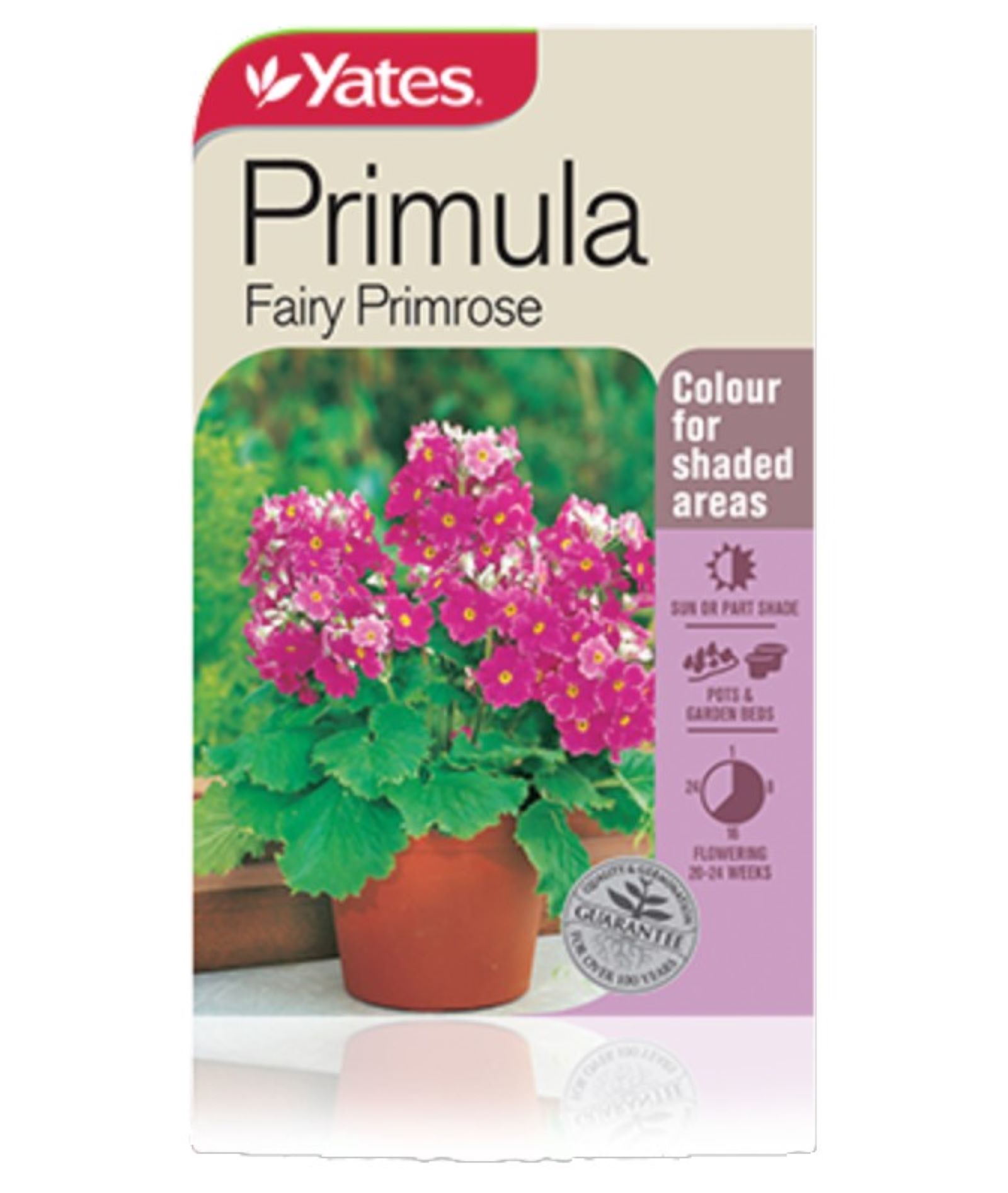 How to Grow Primulas | Yates Australia