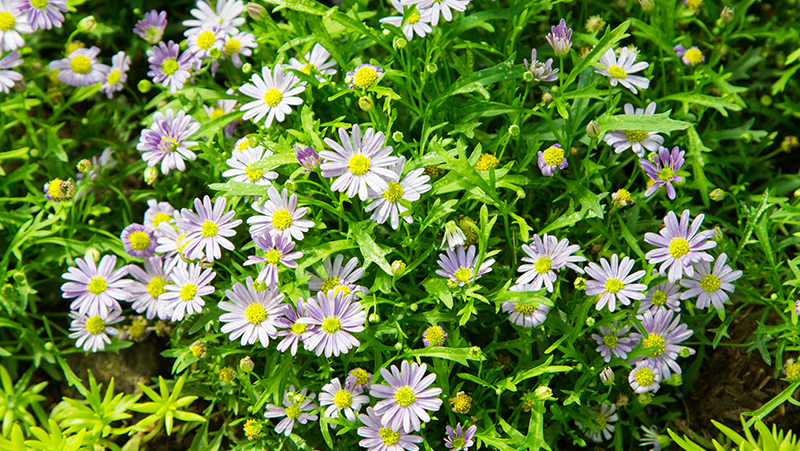 How to Grow Aster | Yates Australia