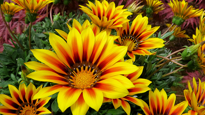 How to grow Gazanias