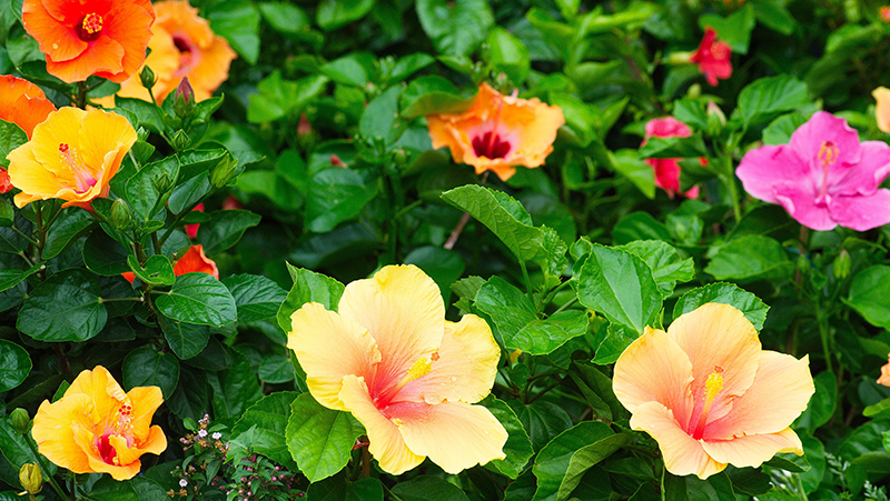 How to Grow Hibiscus | Yates Australia
