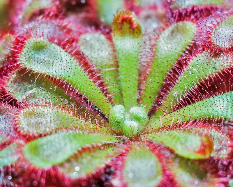 How To Grow Sundew Plants How To Grow Sundew Plants
