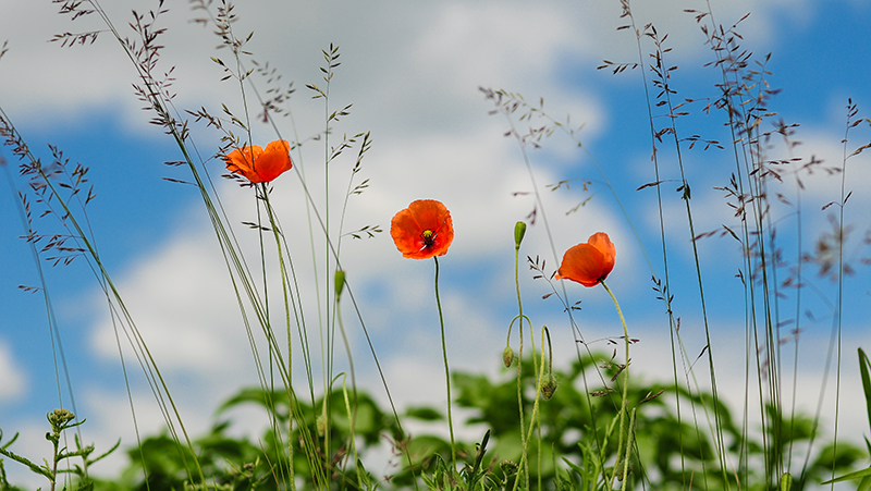 How to Grow Poppy | Yates Australia