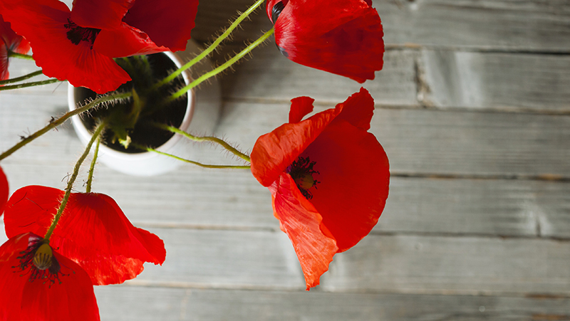 How to Grow Poppy | Yates Australia