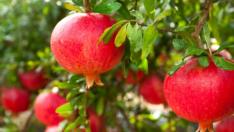 How to Grow Pomegranate | Yates Australia