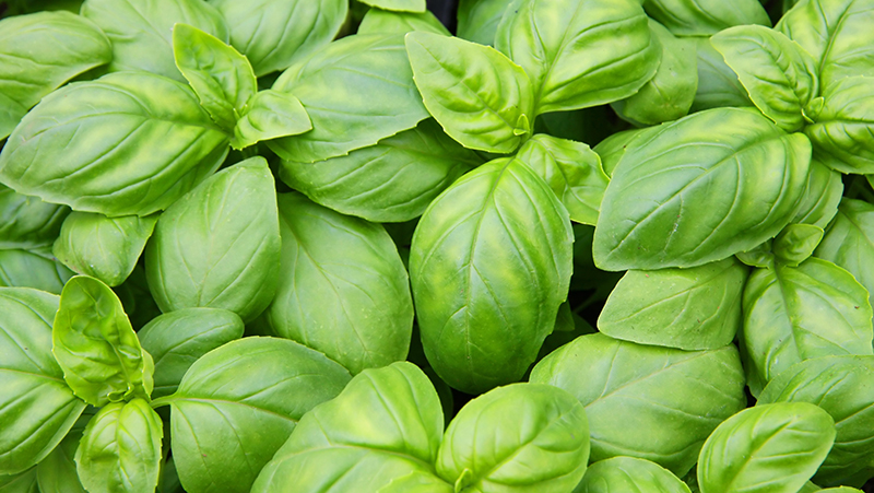 How to Grow Basil | Yates Australia