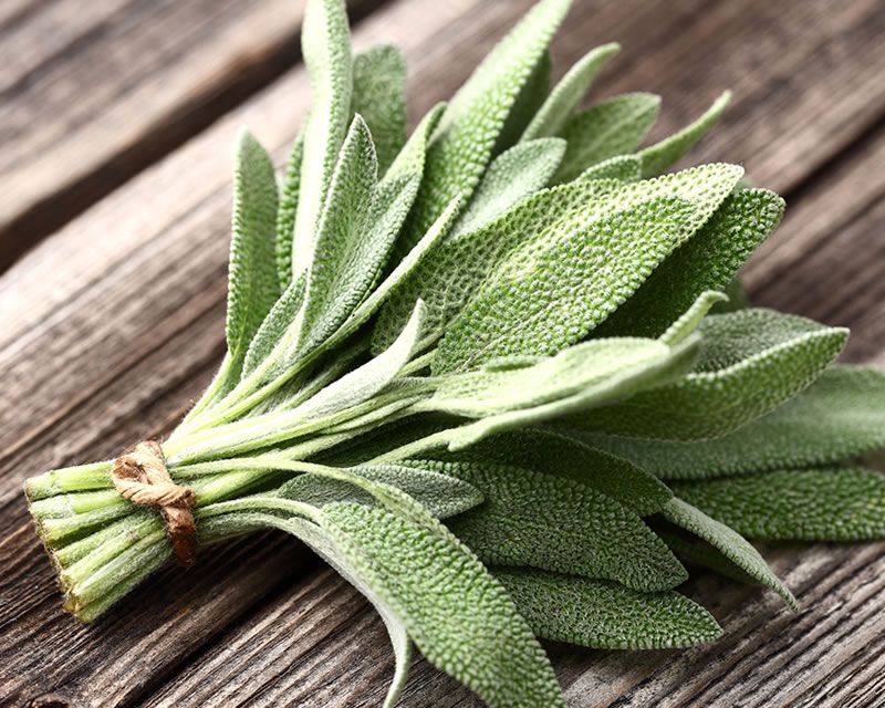 How To Grow Sage How To Grow Sage