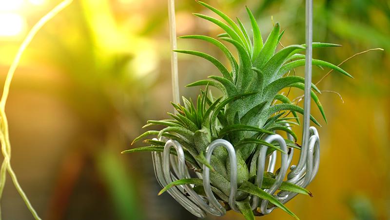 How to grow Air Plants