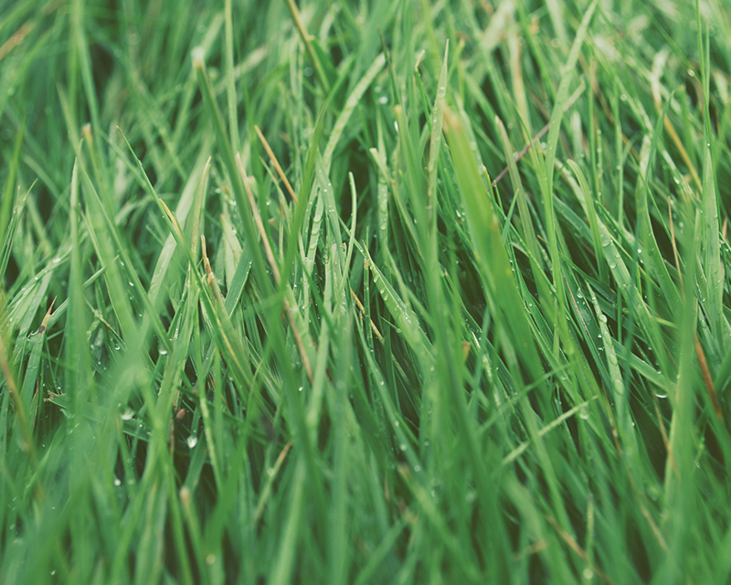 Lawn - April