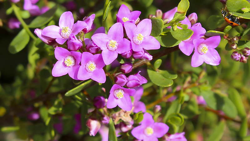 How to grow Boronias