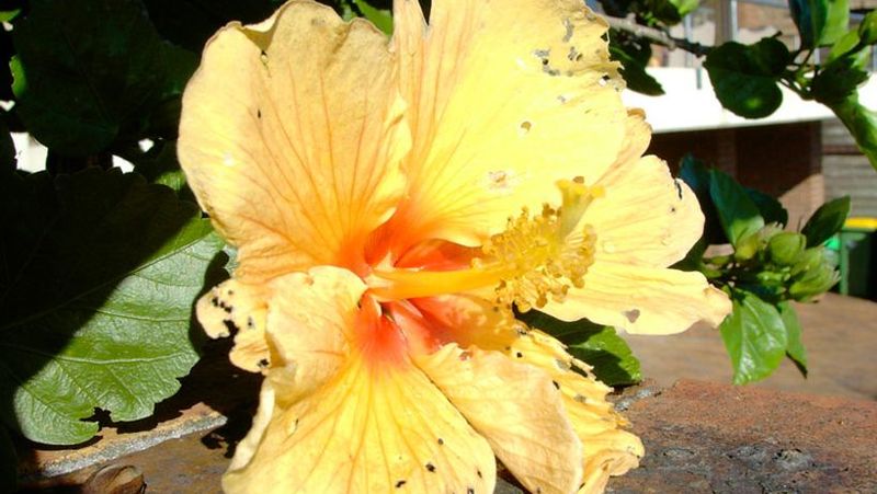 How to Get Rid of Hibiscus Flower Beetle in Your Garden | Yates AU