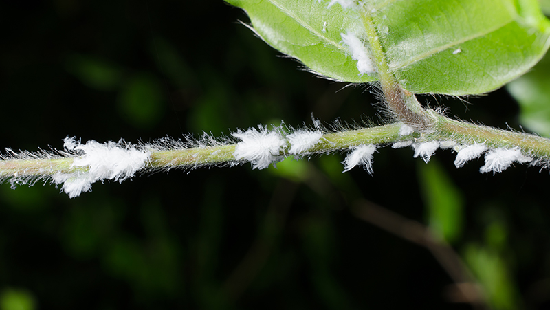 Common Problems Apple