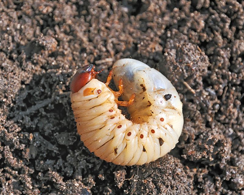 What Are Curl Grubs And How To Control In Your Lawn What Are Curl Grubs And How To Control In Your Lawn
