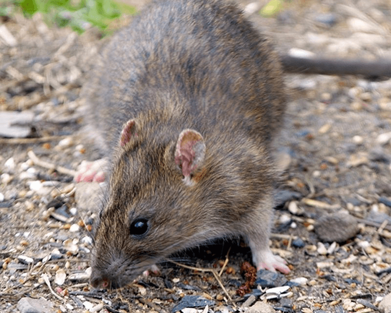 Rat & Mouse Control Around the House | Yates