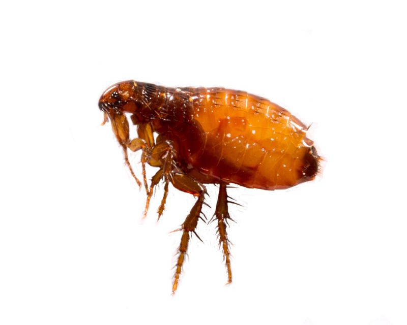 Flea Eggs In Human Hair