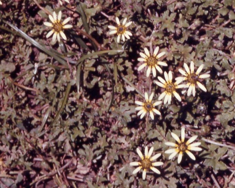 How to Get Rid of Capeweed in Lawns | Weed Control | Yates Australia