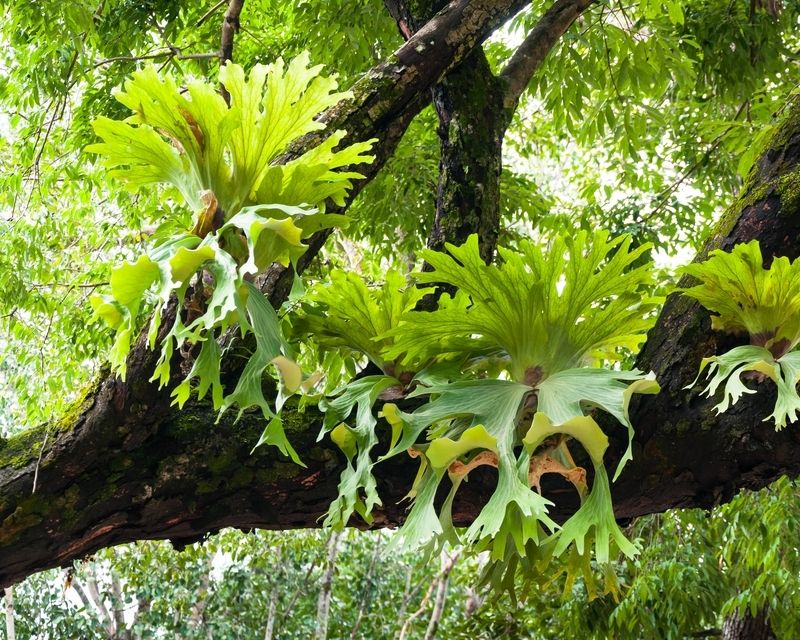 How to grow Ferns | Yates Gardening