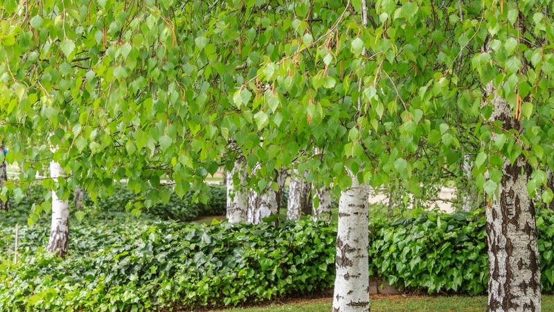 How To Grow Silver Birch how-to-grow-silver-birch