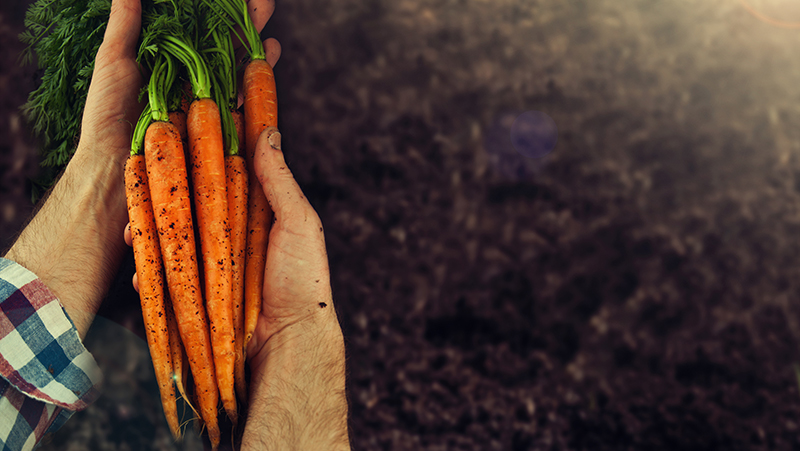 How to Grow Carrots | Yates Australia
