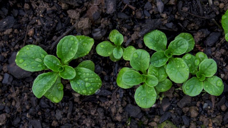 How to Grow Mache | Yates Australia