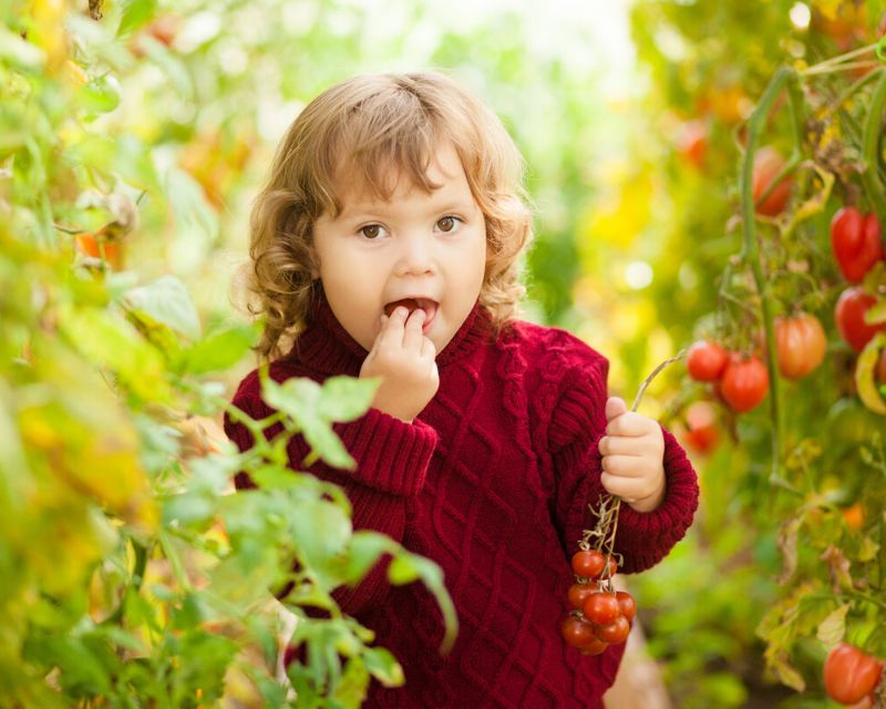 How to Grow Tomatoes | Yates Australia