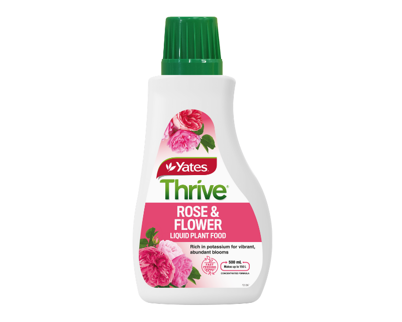 How to Care for Your Roses in Summer | Yates Australia