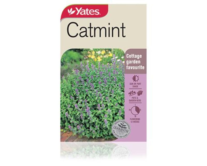 How to Grow Catmint | Yates Australia