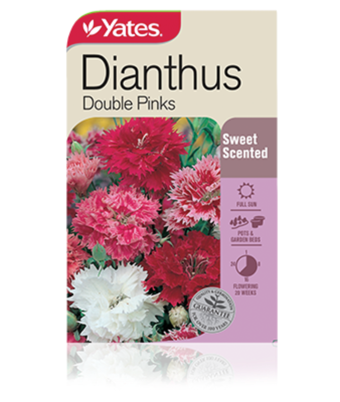 Dianthus Double Pinks | Garden Seeds Yates Australia