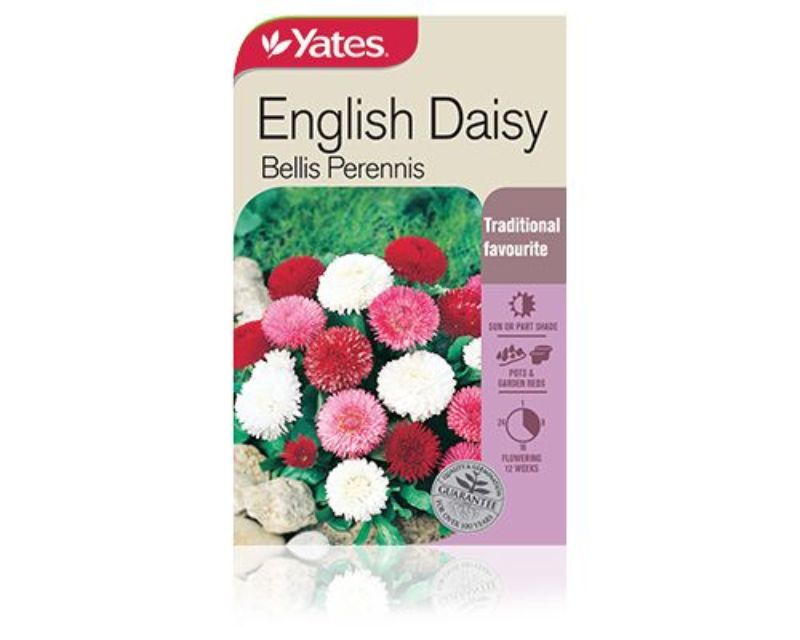 How to Grow English Daisy | Yates Australia