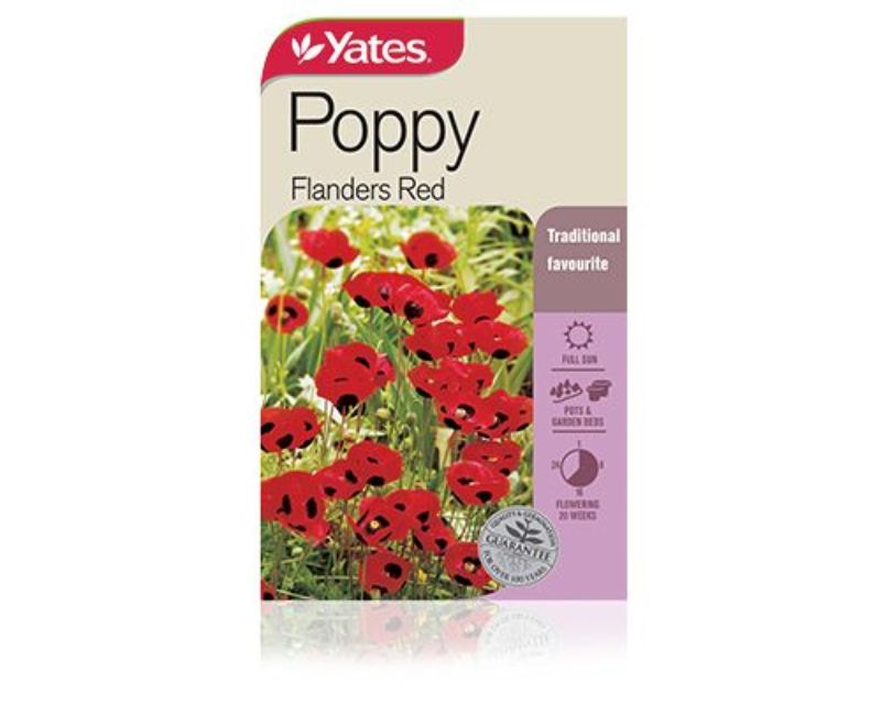 How to Grow Poppy | Yates Australia