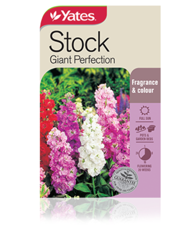 Stock Giant Perfection | Garden Seeds Yates Australia