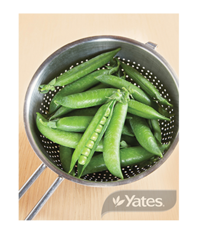 Dwarf Peas Greenfeast | Vegetables| Yates Seeds for Gardens