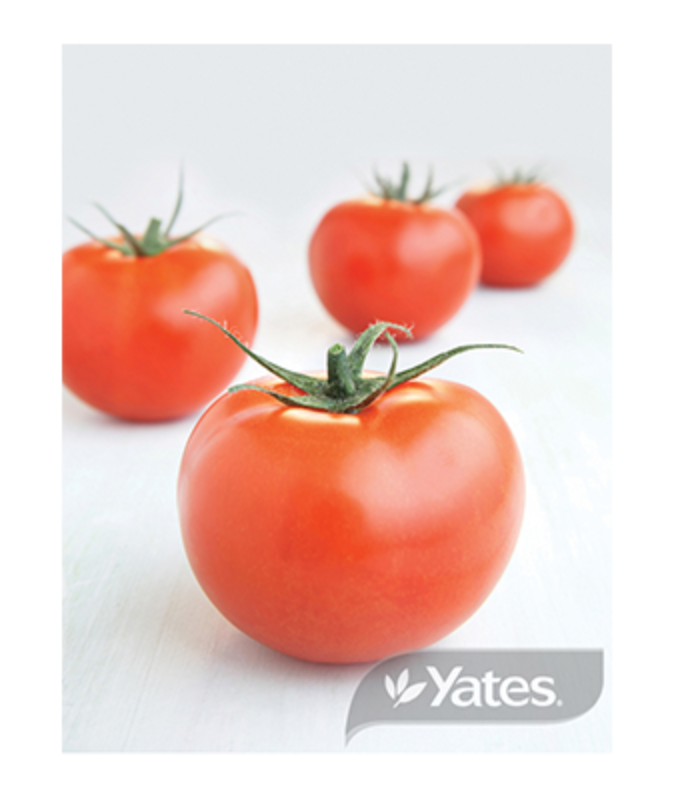 Tomato Improved Apollo | Yates Seeds for Gardens
