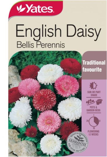 English Daisy | Garden Seeds Yates Australia