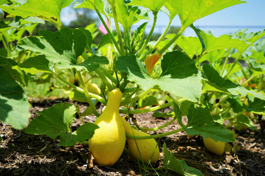 Heirloom Squash Crookneck Yellow Seeds