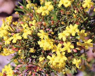 How to Grow Guinea Flower | Yates Australia