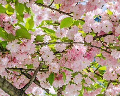 How to Grow Prunus | Yates Australia