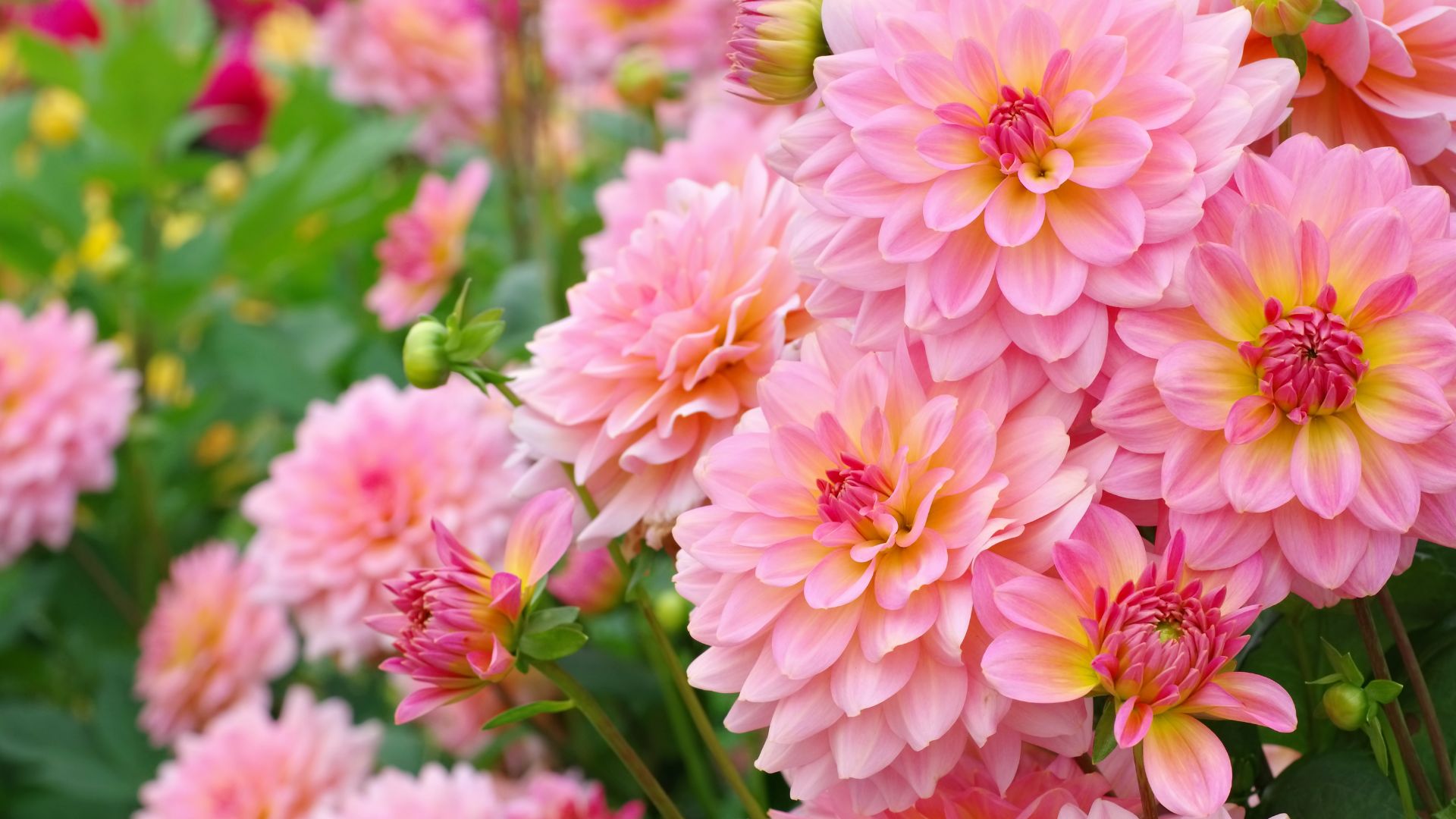 Yates Australia | Garden Products & Garden Advice | Lawns, Plants ...