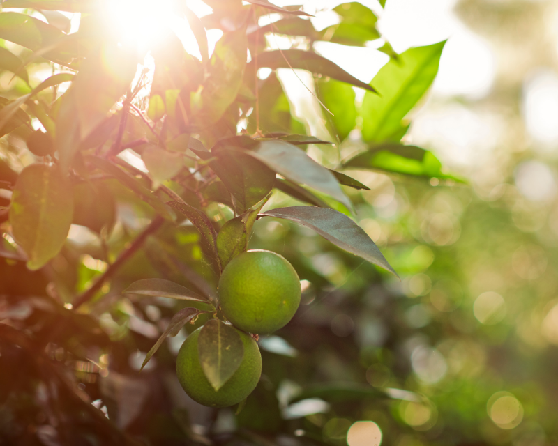 How to Care for Your Citrus this Summer | Yates Australia