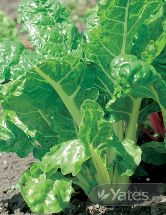 Silverbeet Perpetual Green | Garden Seeds Yates Australia