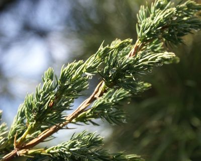 How to Grow Juniper | Yates Australia
